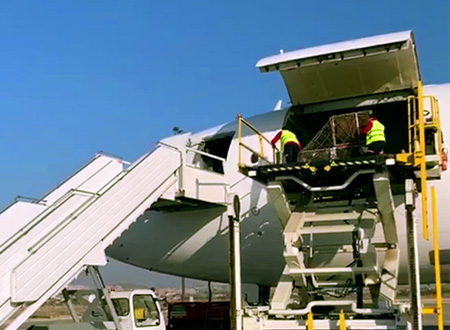 Livestock air transportation - GSS - Global Service Solutions